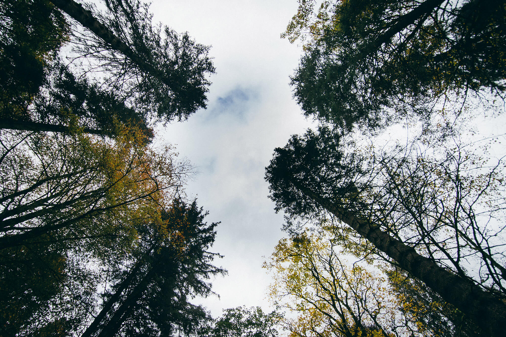 Autumn Forest Walk at Grizedale in the Lake District - The Langdale ...