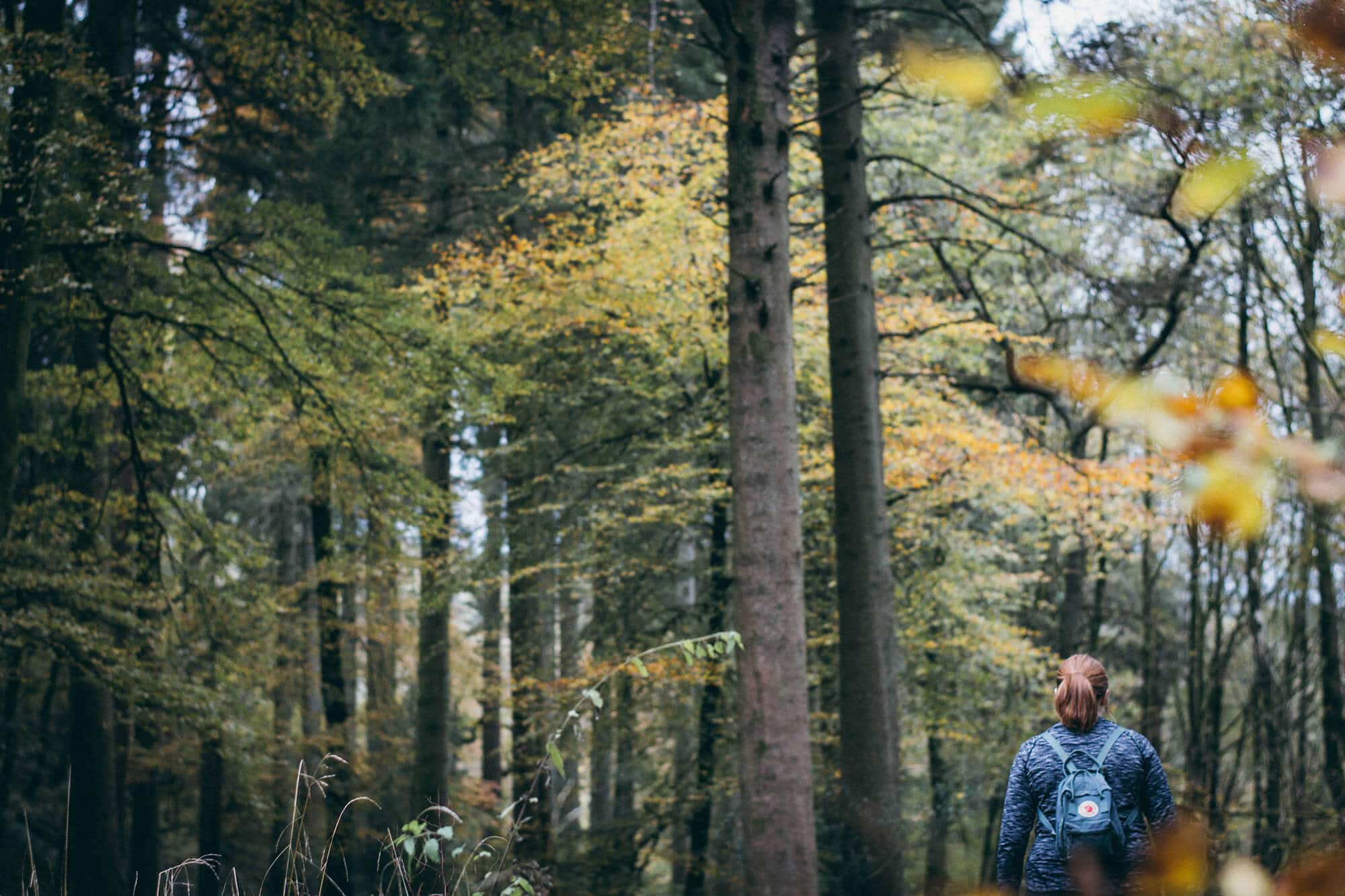 Autumn Forest Walk at Grizedale in the Lake District - The Langdale ...