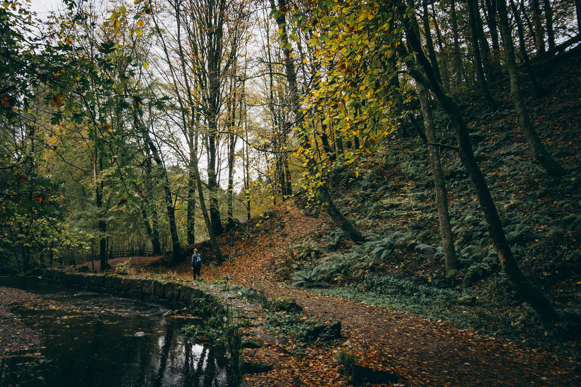 Autumn Forest Walk at Grizedale in the Lake District - The Langdale ...