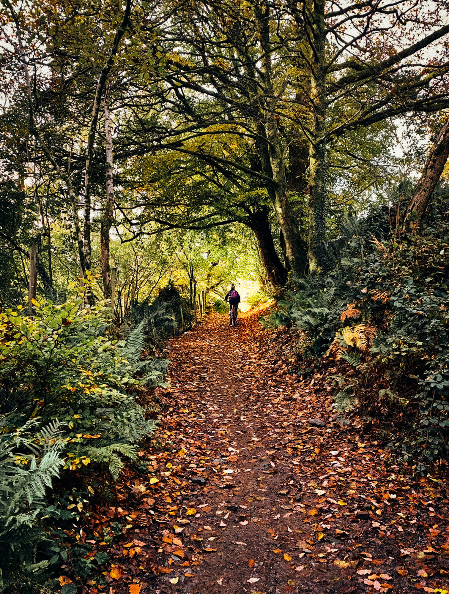 Biking at Grizedale in the Lake District - The Langdale Hotel & Spa
